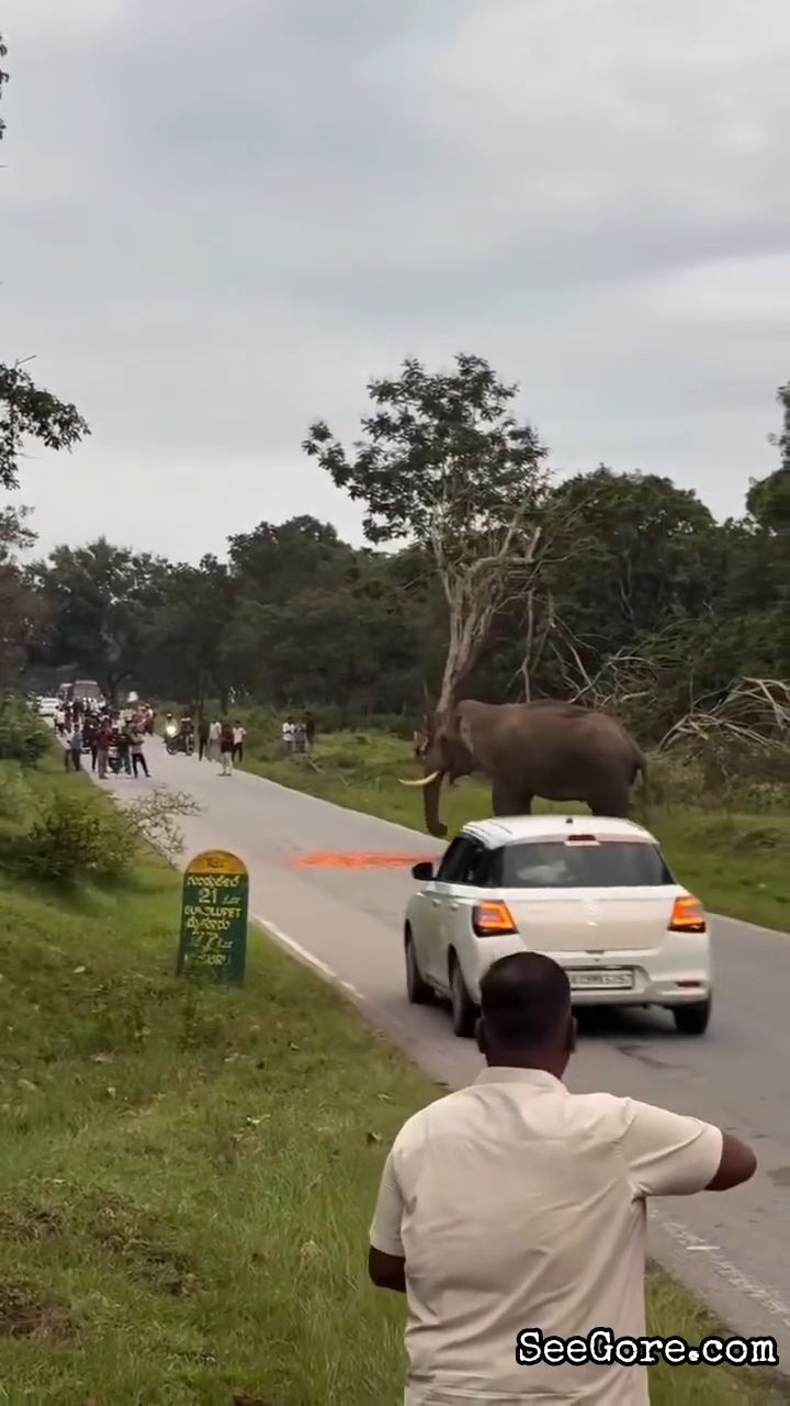 Elephant Charges and Tramples a Man Who are Trying to Take a Photo ...